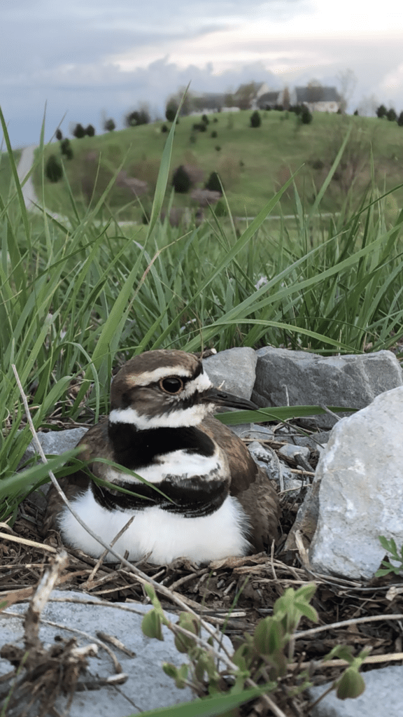 Killdeer - Coal Creek Farm