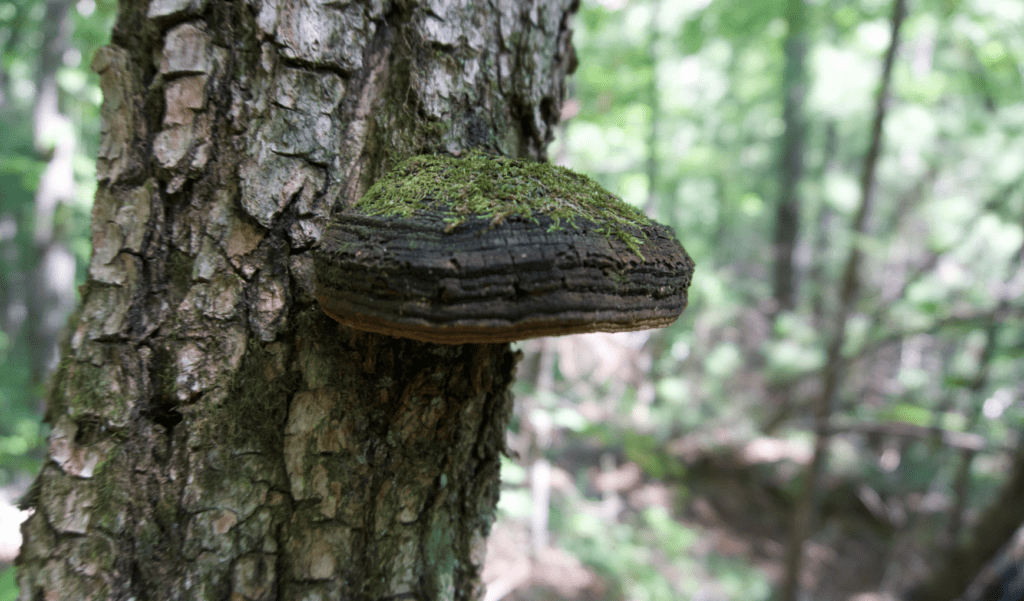 Phellinus Robiniae - Coal Creek Farm